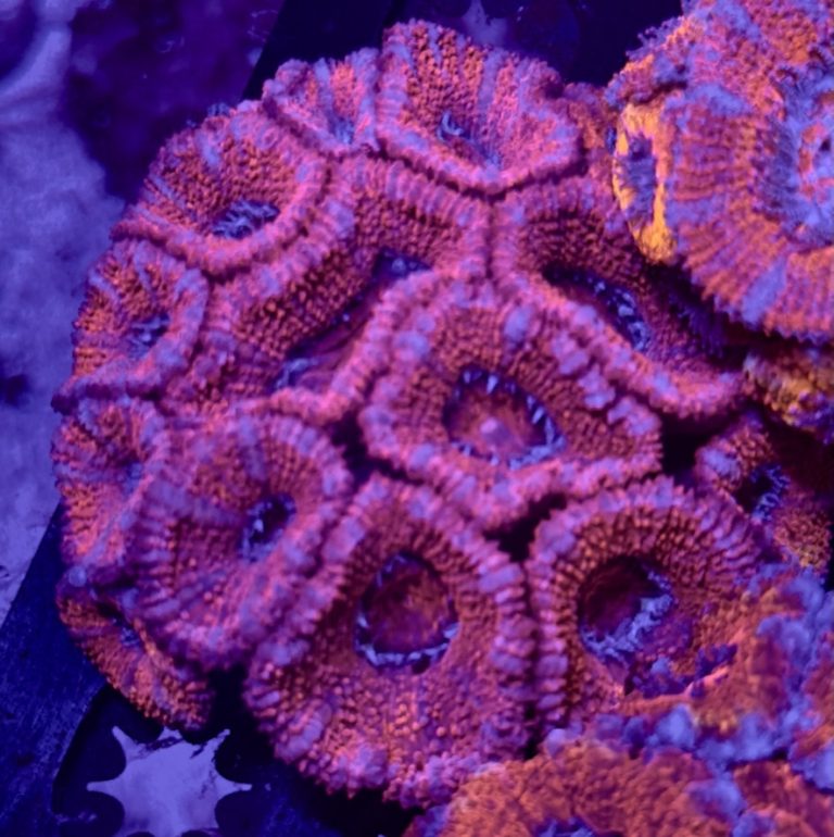 Acan Colony - Ocean World Aquariums