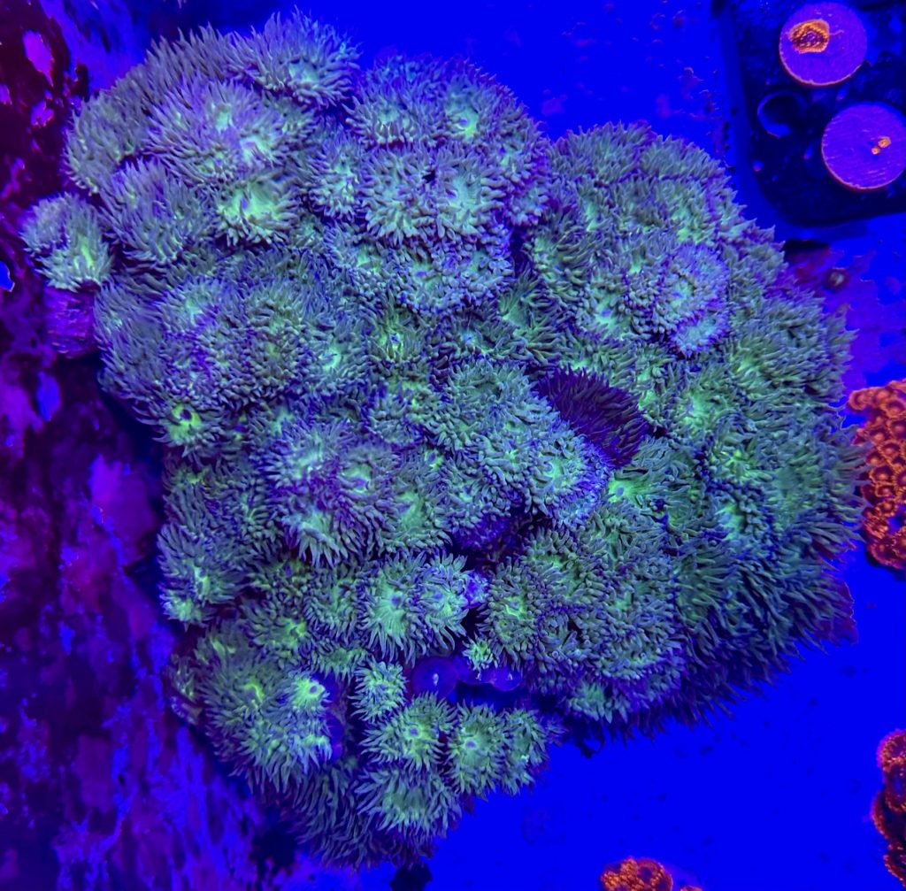 XXL Dunkin Coral (150+ heads) - Ocean World Aquariums