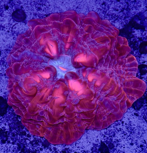 Cynarina Coral - Ocean World Aquariums