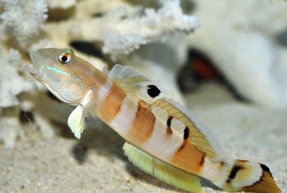Tiger Goby - Ocean World Aquariums